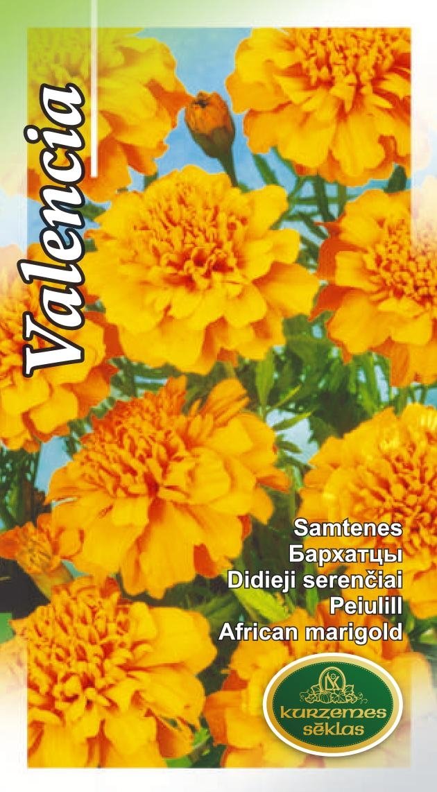 Samtenes Valencia