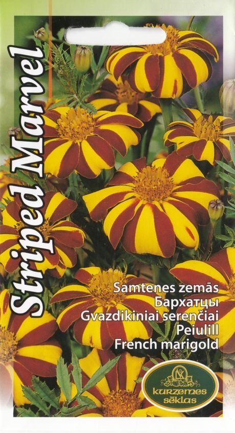 Samtenes Striped Marvel