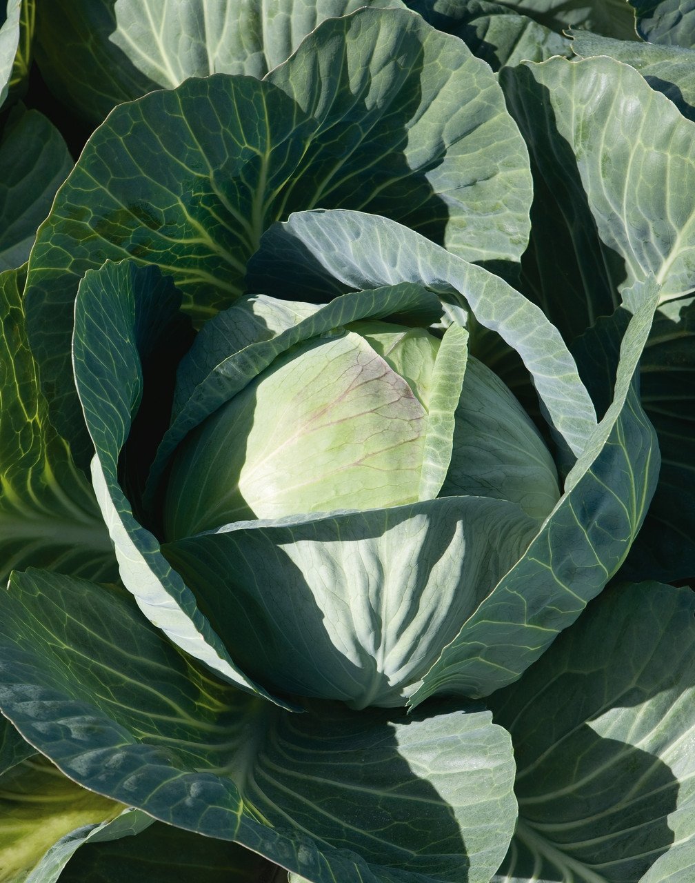 Cabbage Typhoon F1