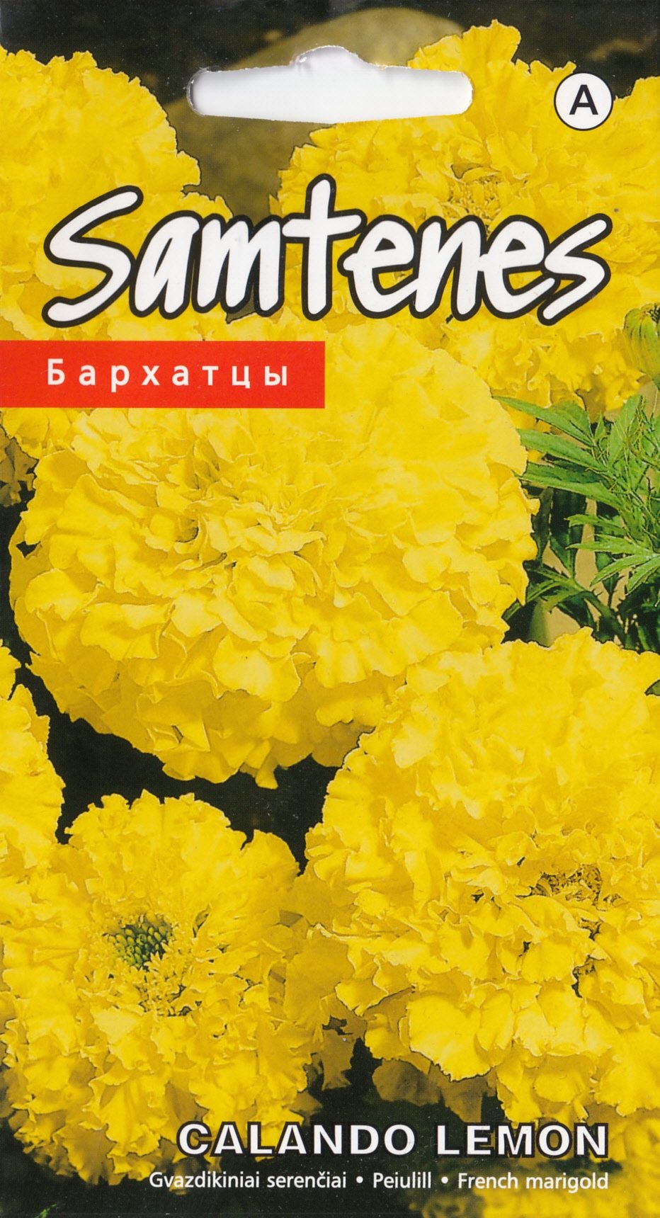 Samtenes Calando Lemon